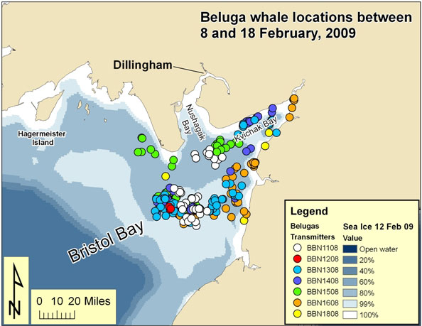 Beluga Whales – Bristol Bay Native Association